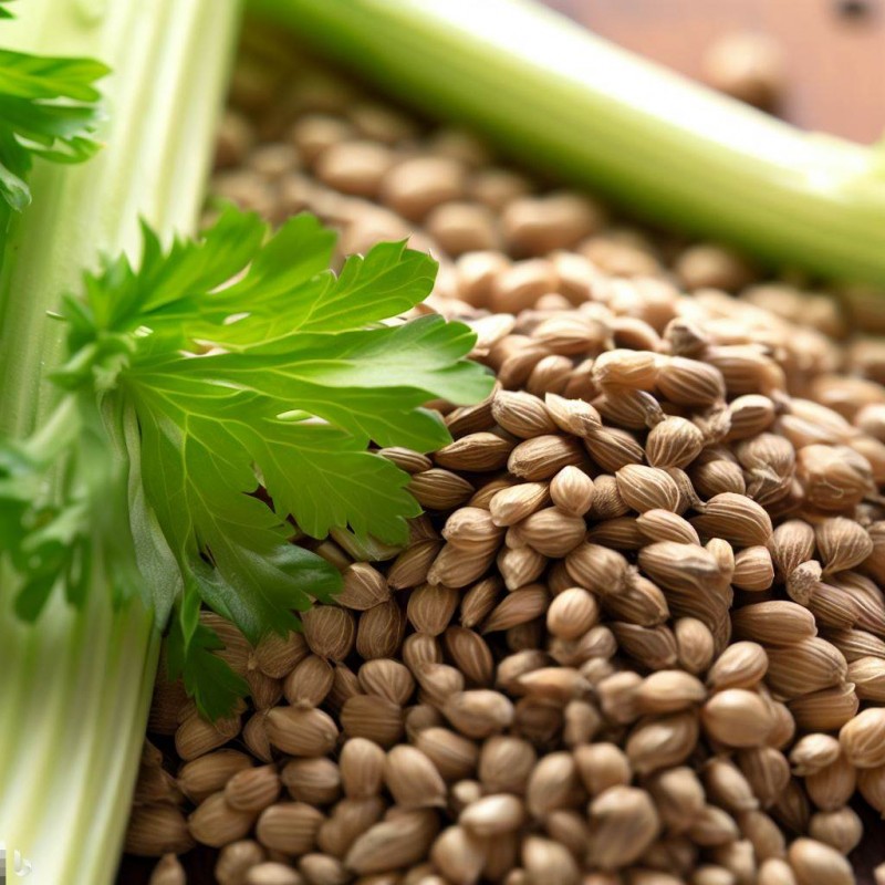 Semillas Apio Pascal Lleno Ecológicas |【Uecologics】